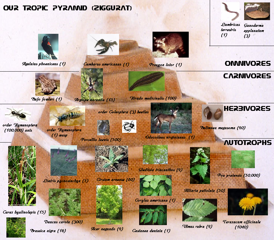 2B) Pyramidal Analysis of Biotic Relationships